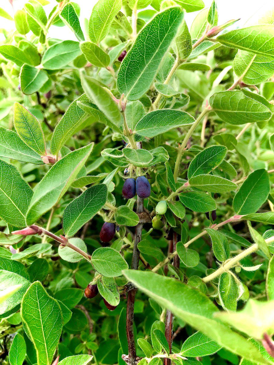 Cueillette de petits fruits - Tourisme Vallée-du-Richelieu
